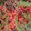 How to Grow Flowering Quince (Chaenomeles) | Gardener’s Path