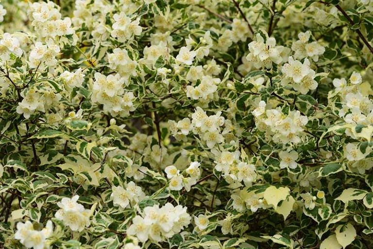 How To Grow And Care For Mock Orange Shrubs Gardeners Path
