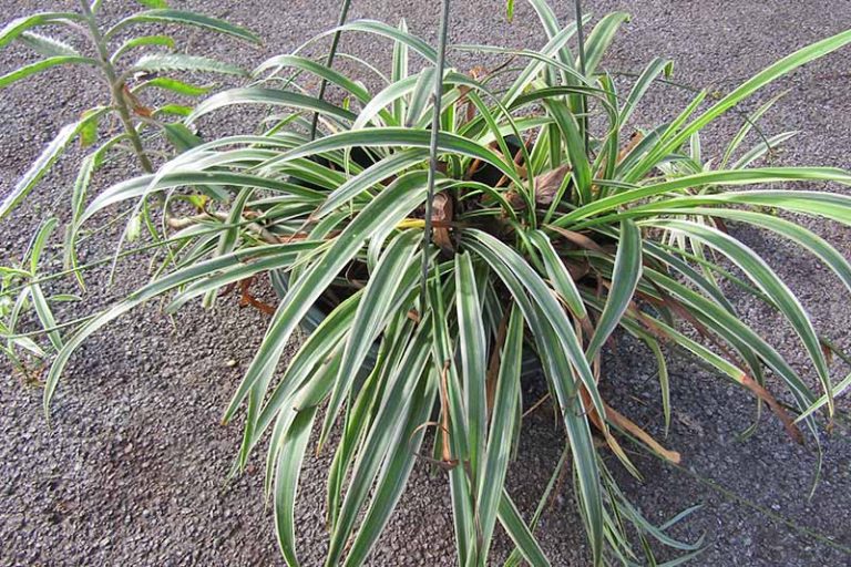 How to Revive a Wilting Spider Plant | Gardener’s Path