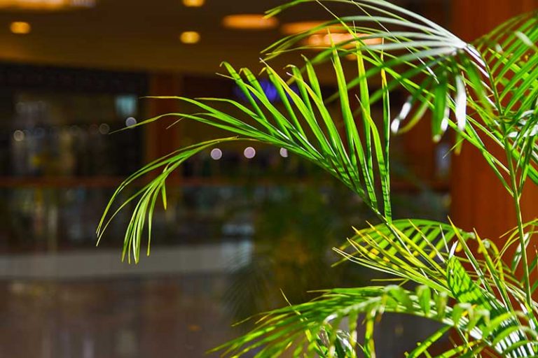 How to Grow and Care for Areca Palm | Gardener’s Path