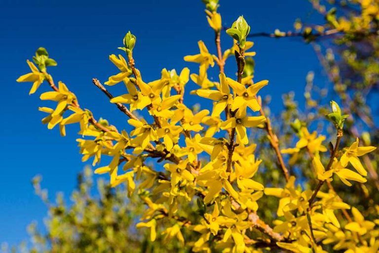 5 Ways to Propagate Forsythia | Gardener’s Path