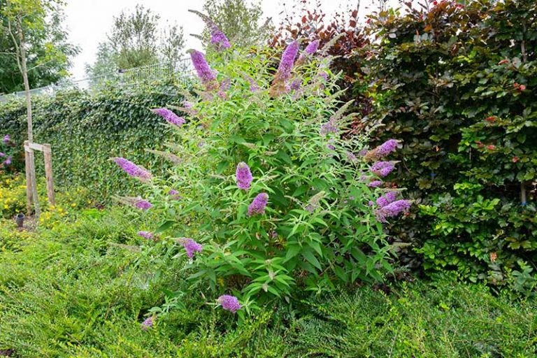 How to Grow Butterfly Bush (Buddleia) | Gardener’s Path