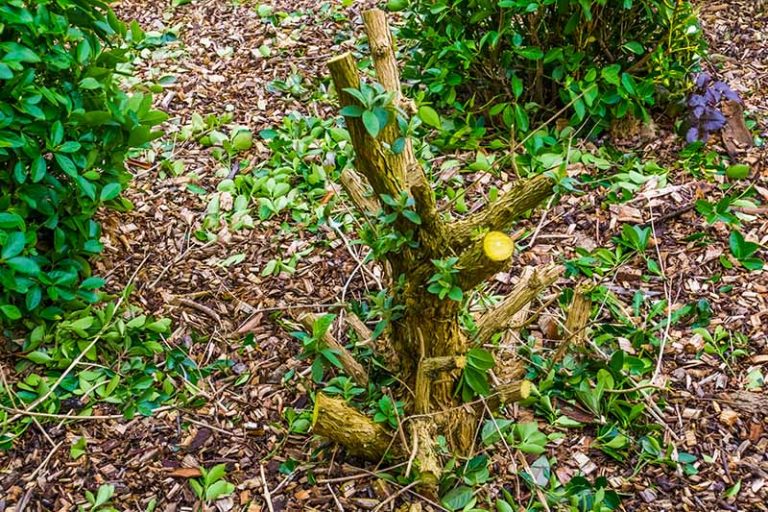 How to Grow Butterfly Bush (Buddleia) | Gardener’s Path