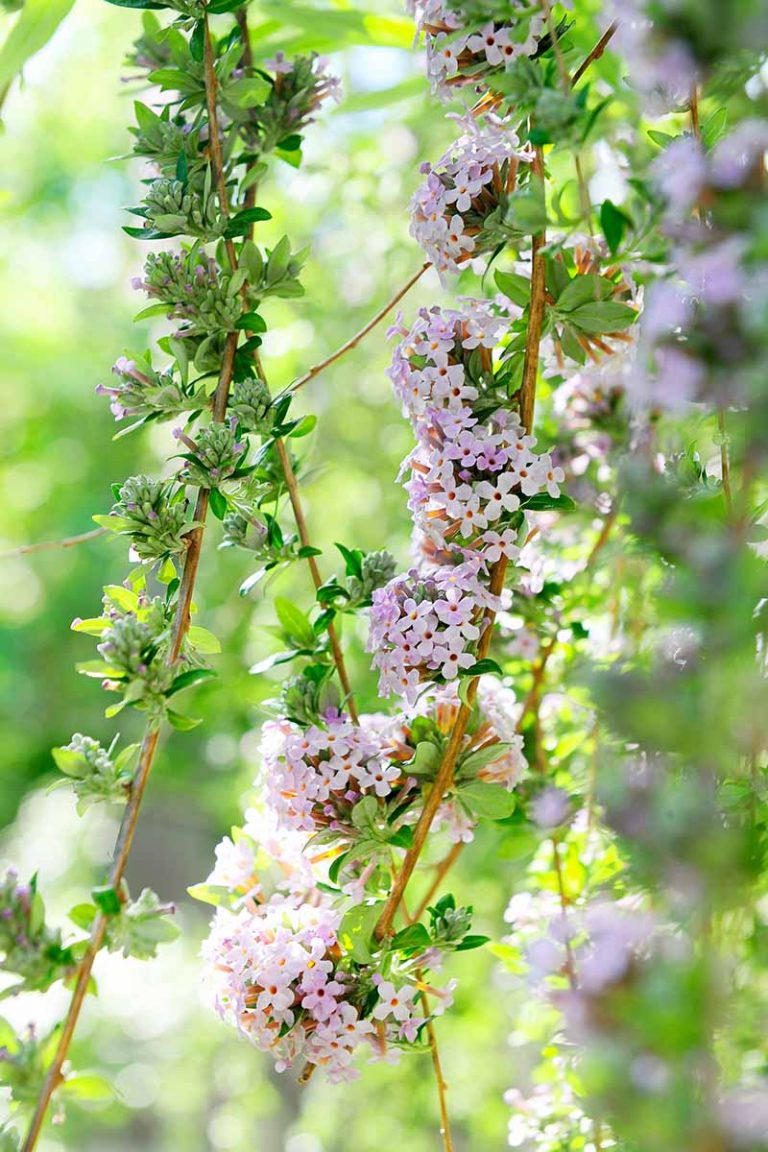 How to Grow Butterfly Bush (Buddleia) | Gardener’s Path