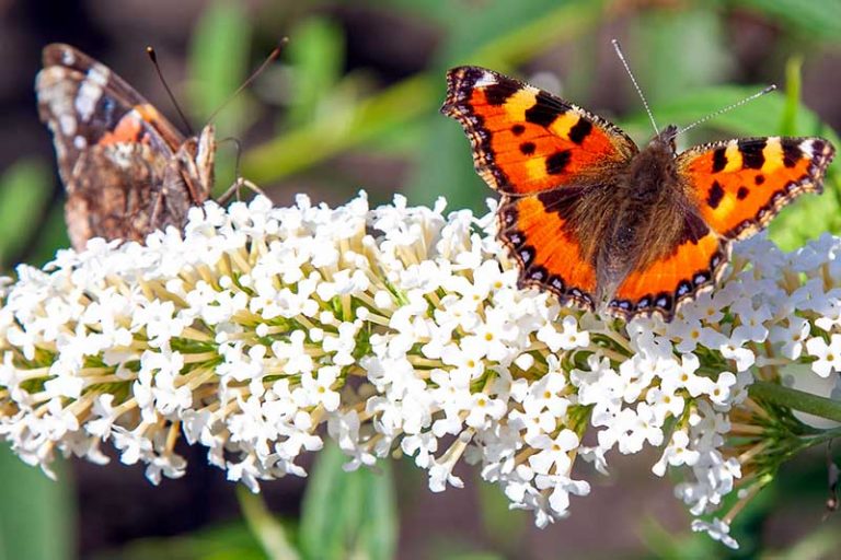 How to Grow Butterfly Bush (Buddleia) | Gardener’s Path