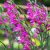 How to Plant and Grow Gladiolus Flowers | Gardener’s Path