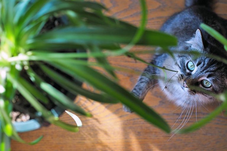 Are Spider Plants Toxic to Cats? | Gardener’s Path