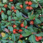 21 of the Best Cotoneaster Varieties for Your Landscape