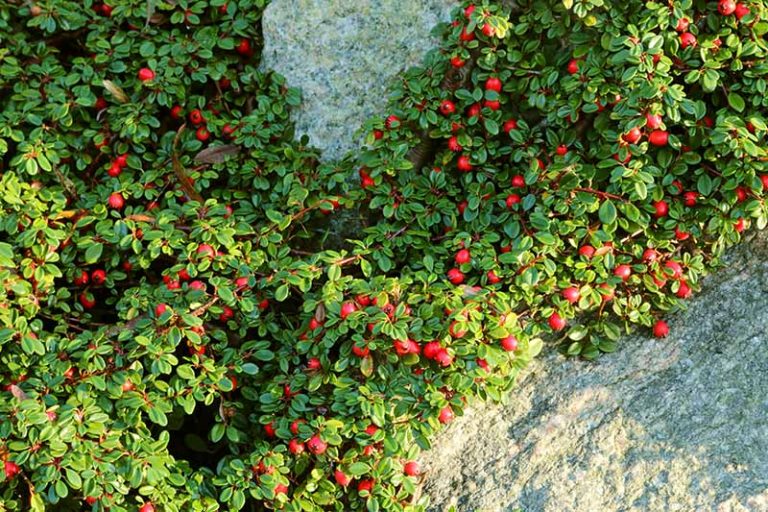 21 of the Best Cotoneaster Varieties | Gardener’s Path