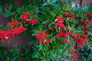 21 of the Best Cotoneaster Varieties | Gardener’s Path