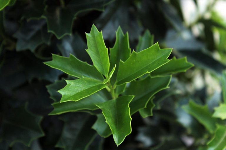 How to Plant and Grow Oak Leaf Holly | Gardener’s Path