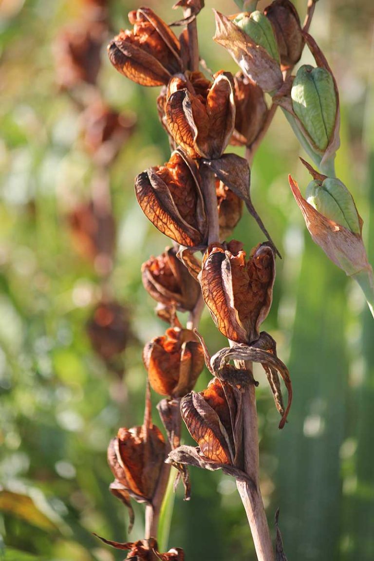 How to Plant and Grow Gladiolus Flowers | Gardener’s Path