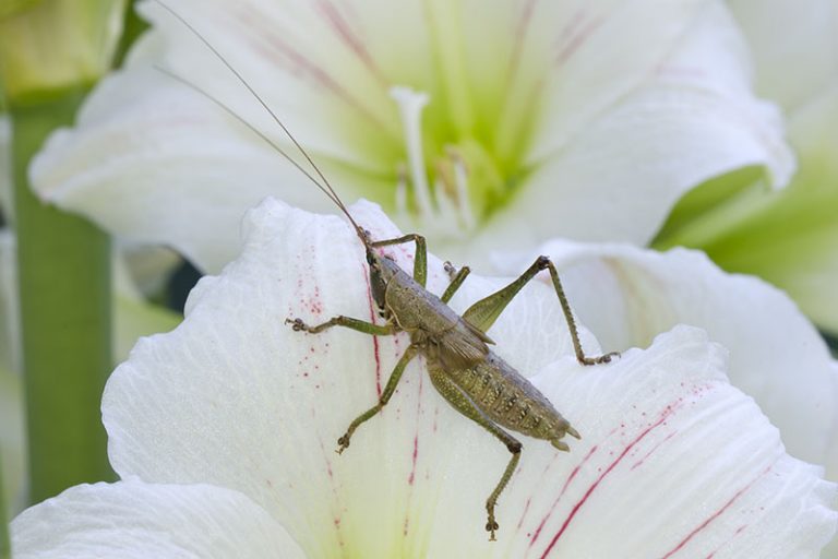 Tips for Growing Amaryllis (Hippeastrum) in the Garden | Gardener’s Path
