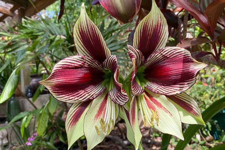 Tips for Growing Amaryllis (Hippeastrum) in the Garden | Gardener’s Path