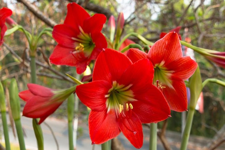 Amaryllidaceae (Amaryllis) Family Growing Guides | Gardener's Path