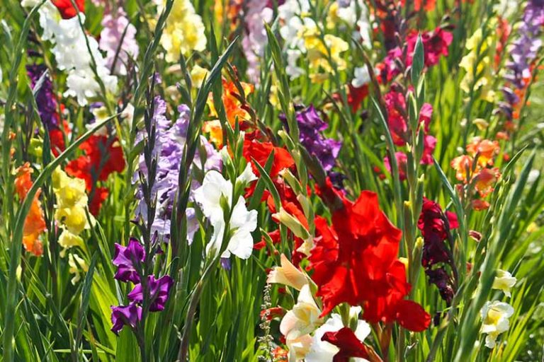 How to Plant and Grow Gladiolus Flowers | Gardener’s Path