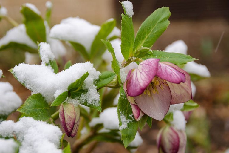 How to Plant and Grow Hellebores | Gardener’s Path