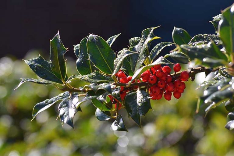 Holly Growing Guides, Tips, and Information | Gardener's Path