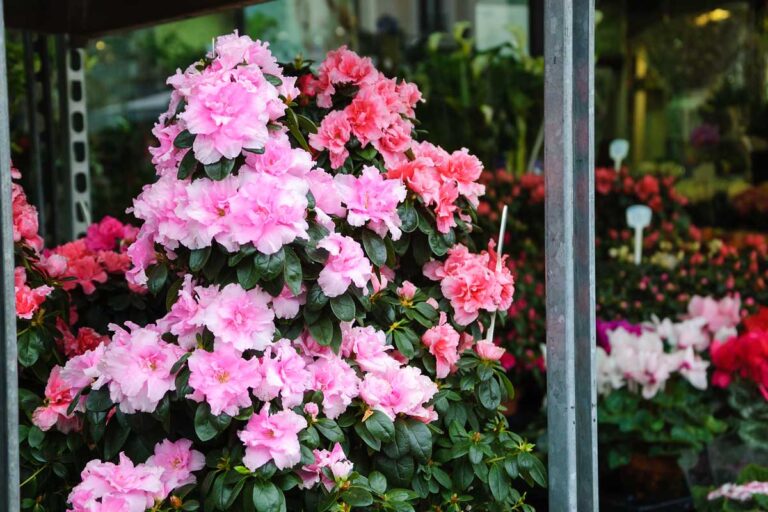 How to Grow Azaleas in Pots and Containers | Gardener’s Path