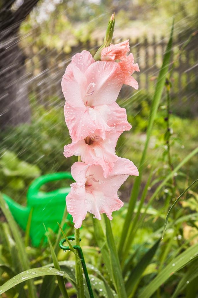 How to Plant and Grow Gladiolus Flowers | Gardener’s Path