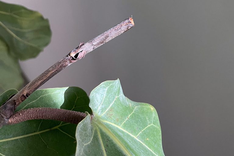How to Grow and Care for Fiddle-Leaf Fig (Ficus lyrata)