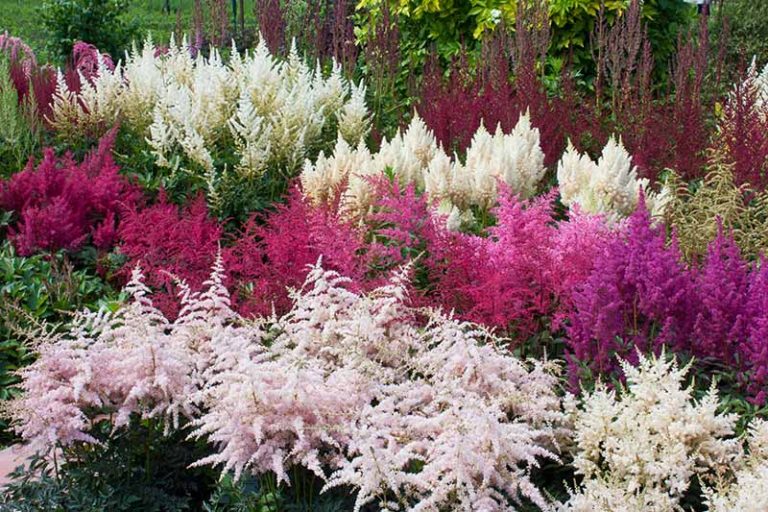 Astilbe Growing Guides, Tips, and Information | Gardener's Path