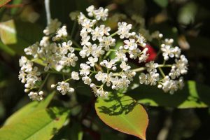 How to Plant and Grow Red Tip Photinia | Gardener’s Path