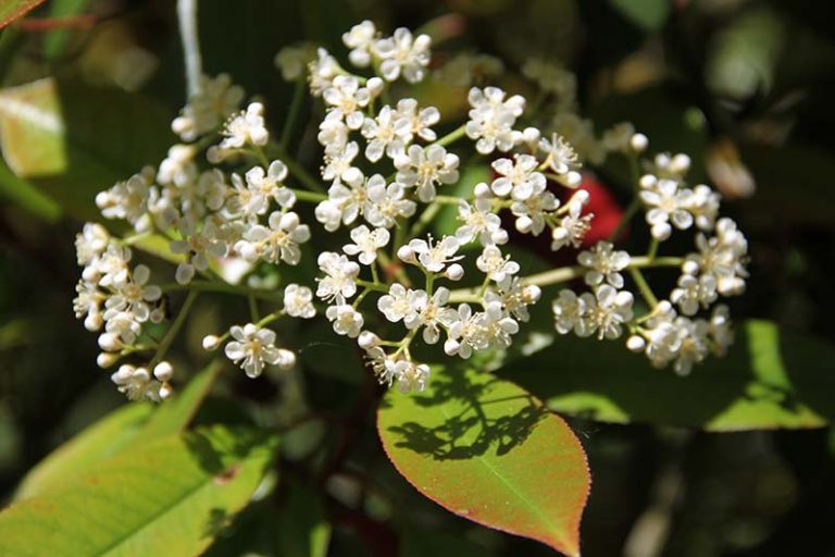How to Plant and Grow Red Tip Photinia | Gardener’s Path