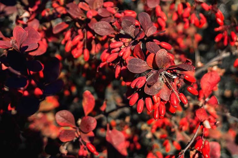 How to Grow and Care for Barberry Bushes | Gardener’s Path