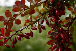 How to Grow and Care for Barberry Bushes | Gardener’s Path