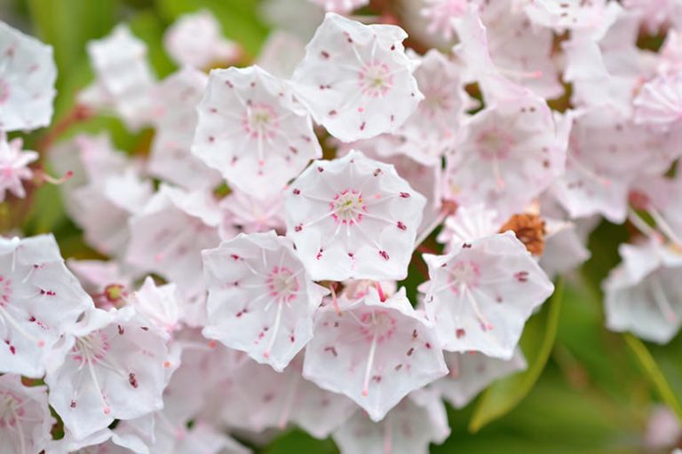 How to Grow Mountain Laurel (Kalmia latifolia) | Gardener’s Path