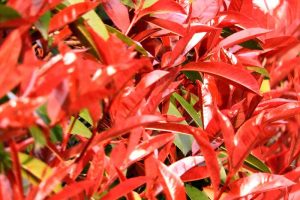 How to Plant and Grow Red Tip Photinia | Gardener’s Path