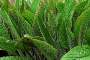 How to Plant and Grow Comfrey | Gardener’s Path