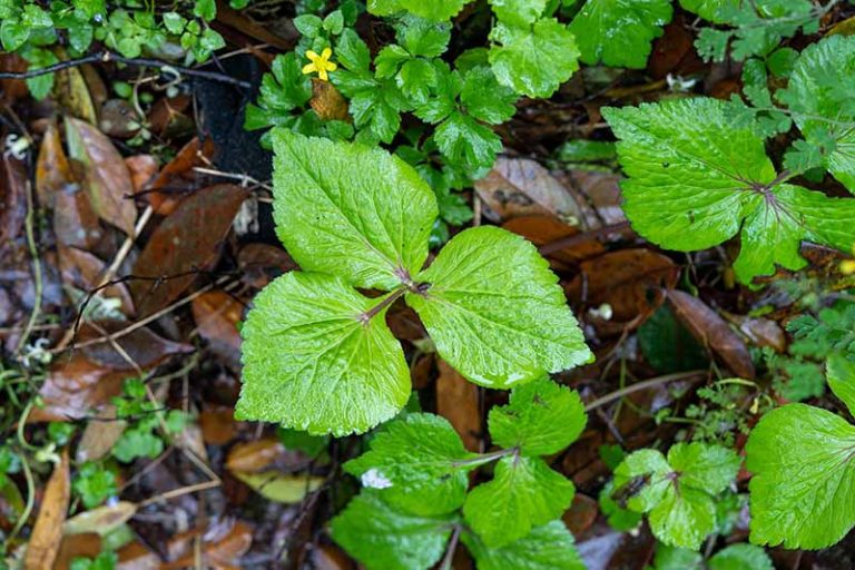 How to Grow Mitsuba | Gardener’s Path