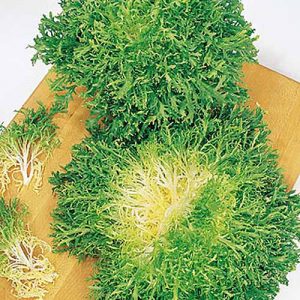 How to Grow Endive (Cichorium Endivia) | Gardener’s Path