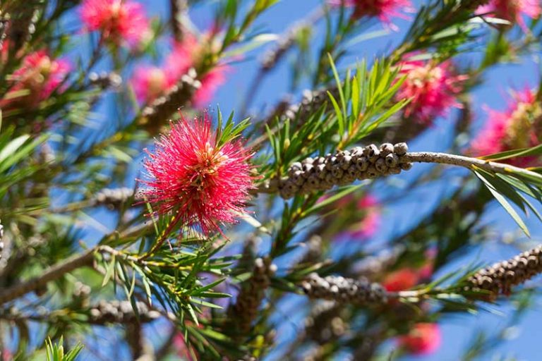 How to Grow and Care for Bottlebrush Bushes | Gardener’s Path