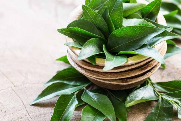 How to Grow Curry Leaf Trees | Gardener’s Path