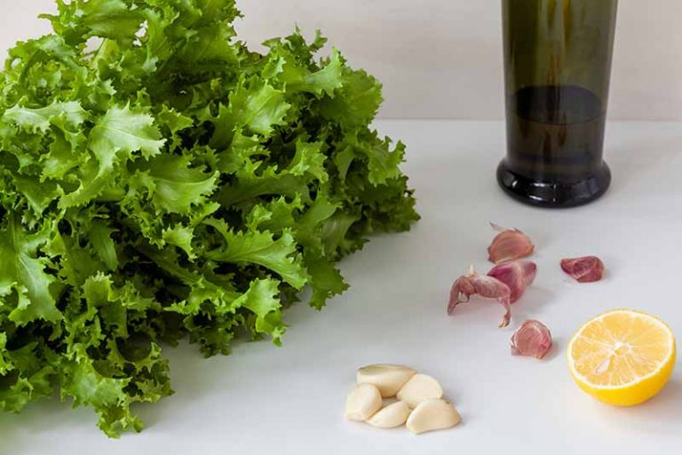 How to Grow Belgian Endive | Gardener’s Path