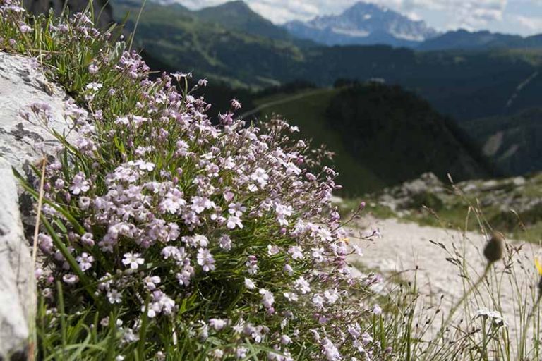 How to Grow and Care for Baby’s Breath (Gypsophila)