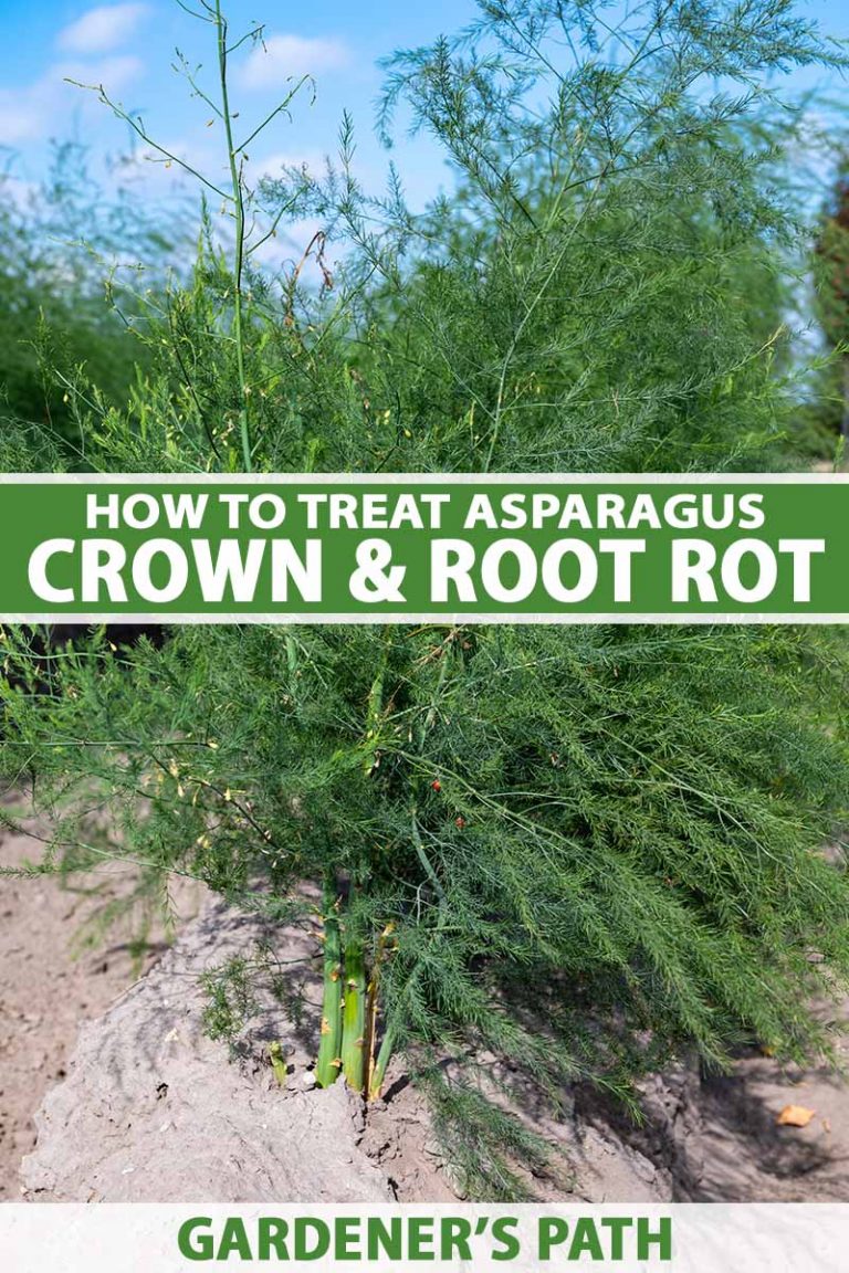 How to Treat Asparagus Crown and Root Rot | Gardener’s Path