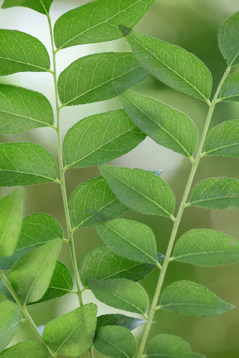How To Grow Curry Leaf Trees Gardener s Path How To Grow Curry Leaf Trees Gardener s Path