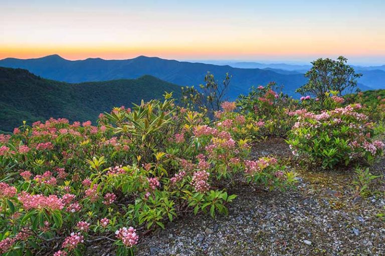 How to Grow Mountain Laurel (Kalmia latifolia) | Gardener’s Path