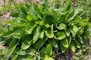 How to Plant and Grow Comfrey | Gardener’s Path
