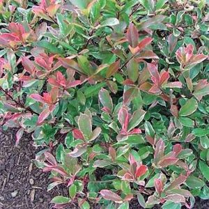 How to Plant and Grow Red Tip Photinia | Gardener’s Path