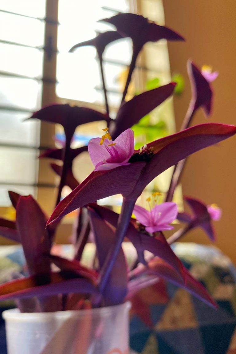 How to Grow and Care for Spiderwort (Tradescantia) | Gardener’s Path