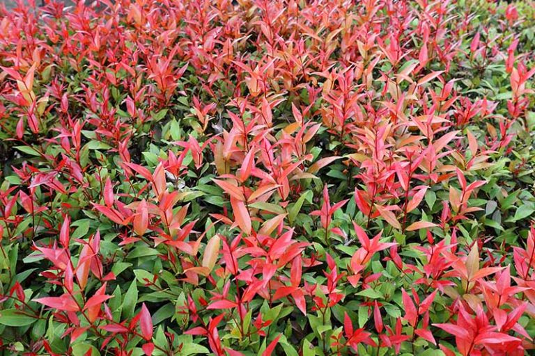 How to Plant and Grow Red Tip Photinia | Gardener’s Path
