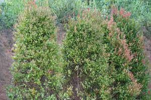 How to Plant and Grow Red Tip Photinia | Gardener’s Path