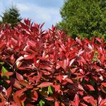 How to Plant and Grow Red Tip Photinia | Gardener’s Path