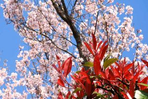 How to Plant and Grow Red Tip Photinia | Gardener’s Path