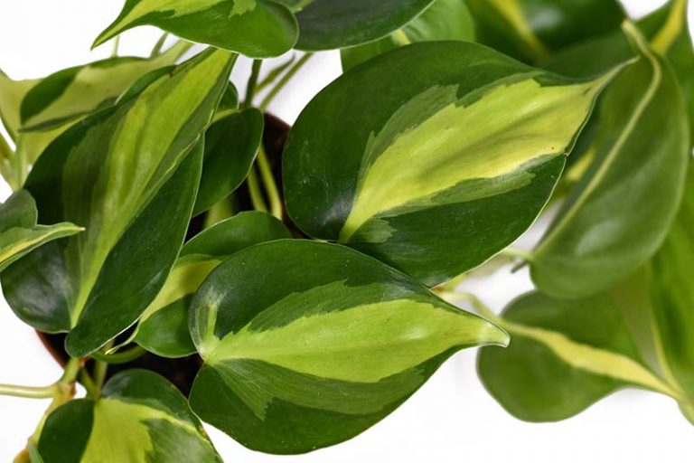 How to Grow and Care for Philodendron Houseplants